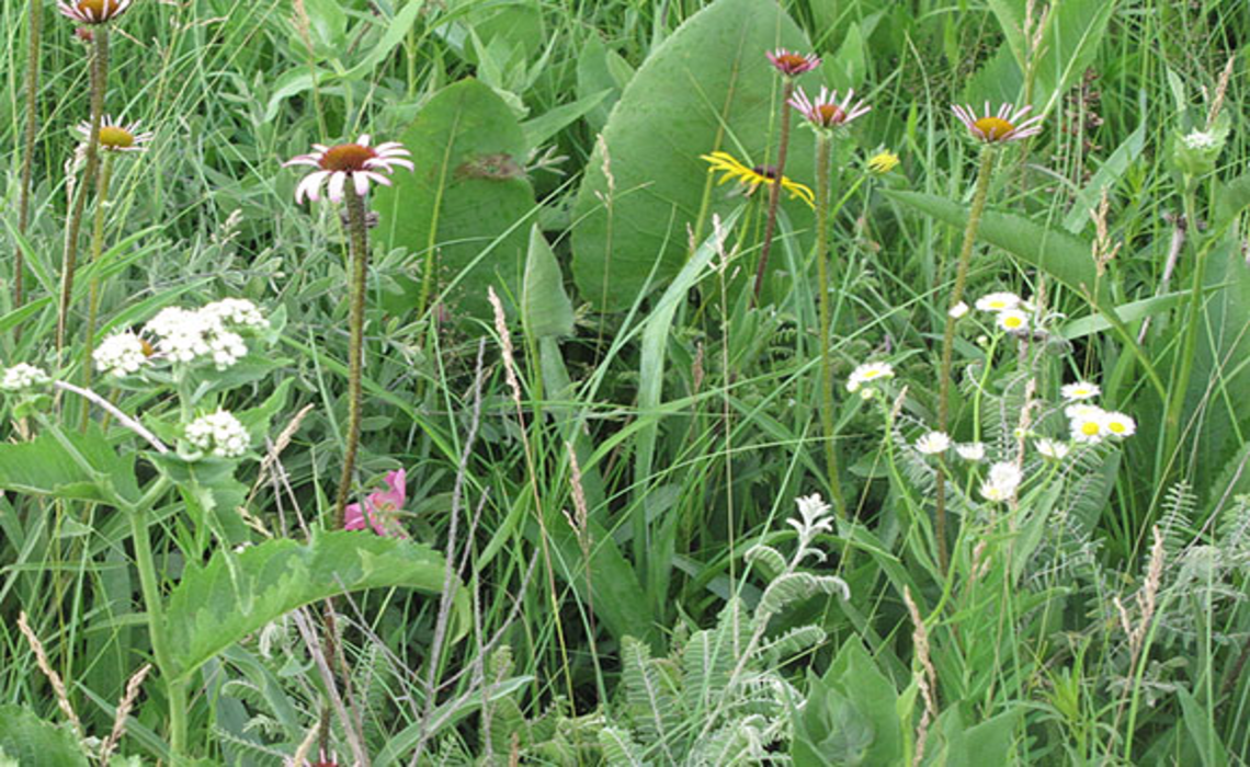 Bever/Schultz Lab | Bever/Schultz Lab